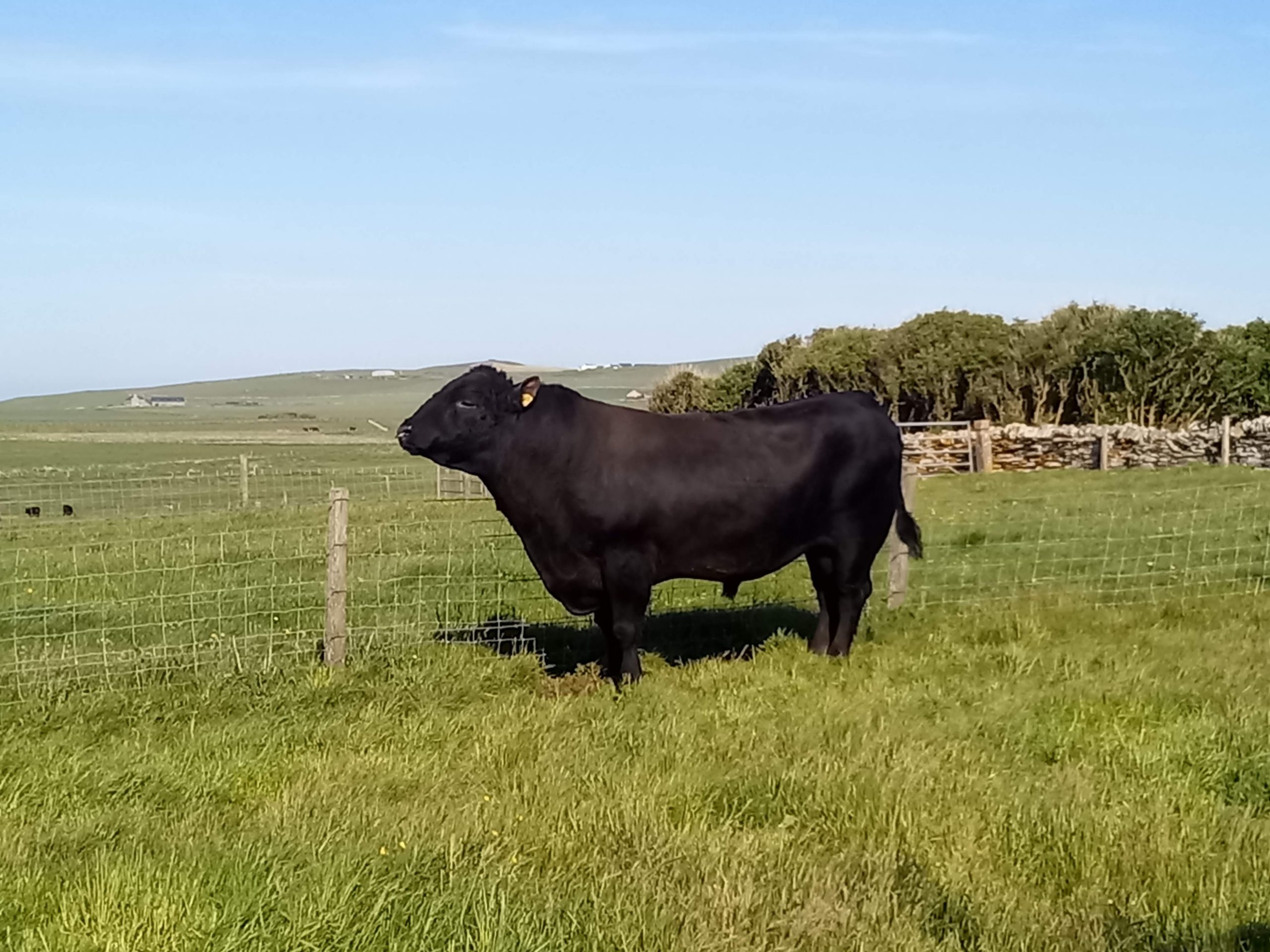 The Aberdeen Angus – Hackland Farms
